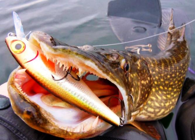 » Izlov štuke u NP Krka | KIGO.hr